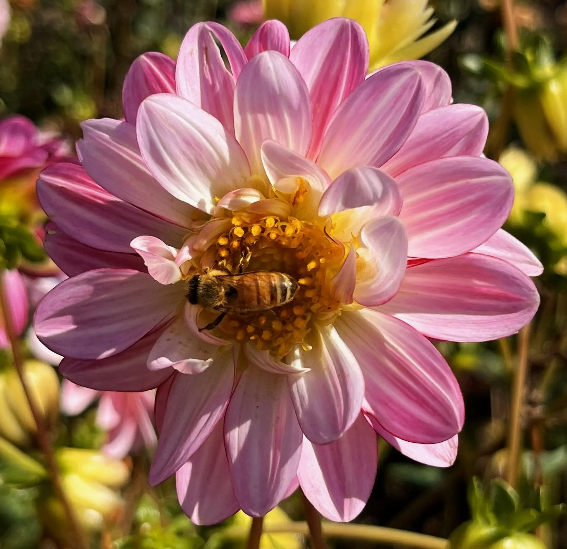 Dahlia 'Lenny's Dream' — The Lily Garden
