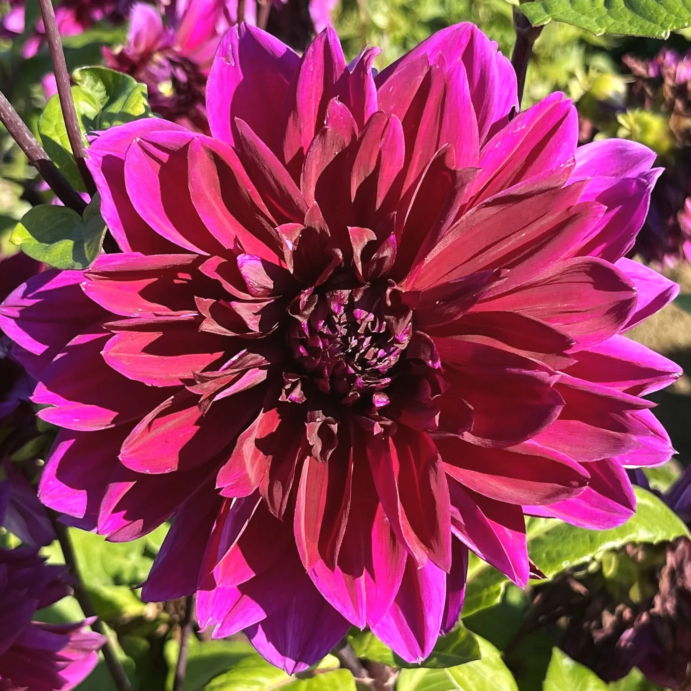 Dahlia 'Thomas Edison' — The Lily Garden