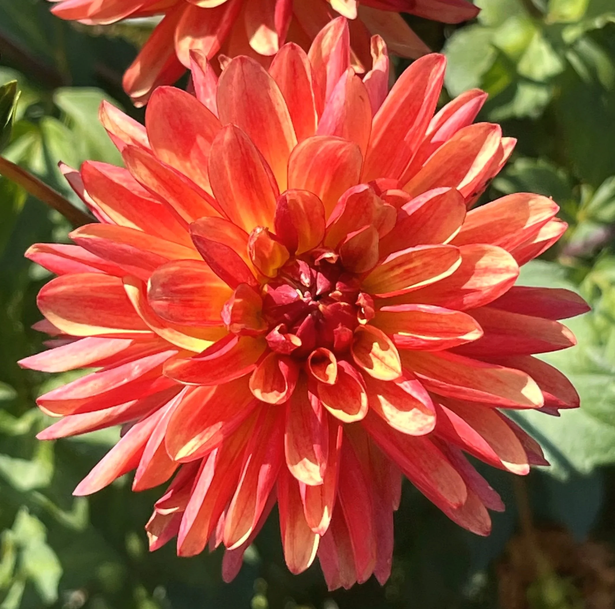 Dahlia 'Crazy Legs' — The Lily Garden