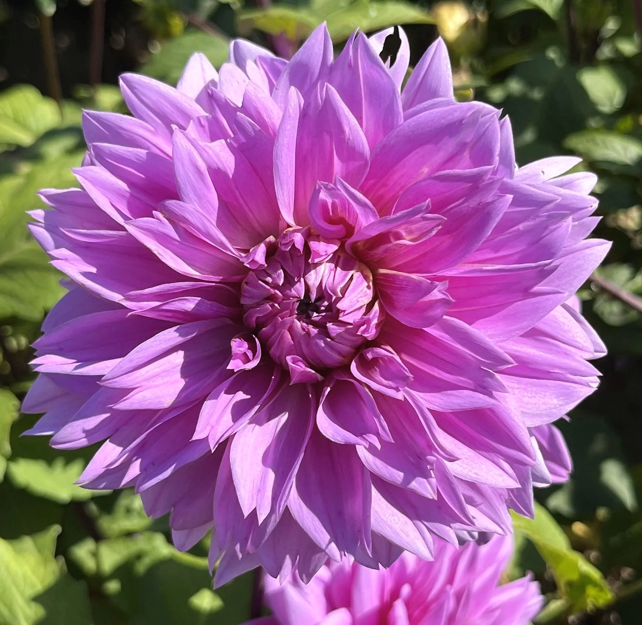 Dahlia 'Lilac Time' — The Lily Garden