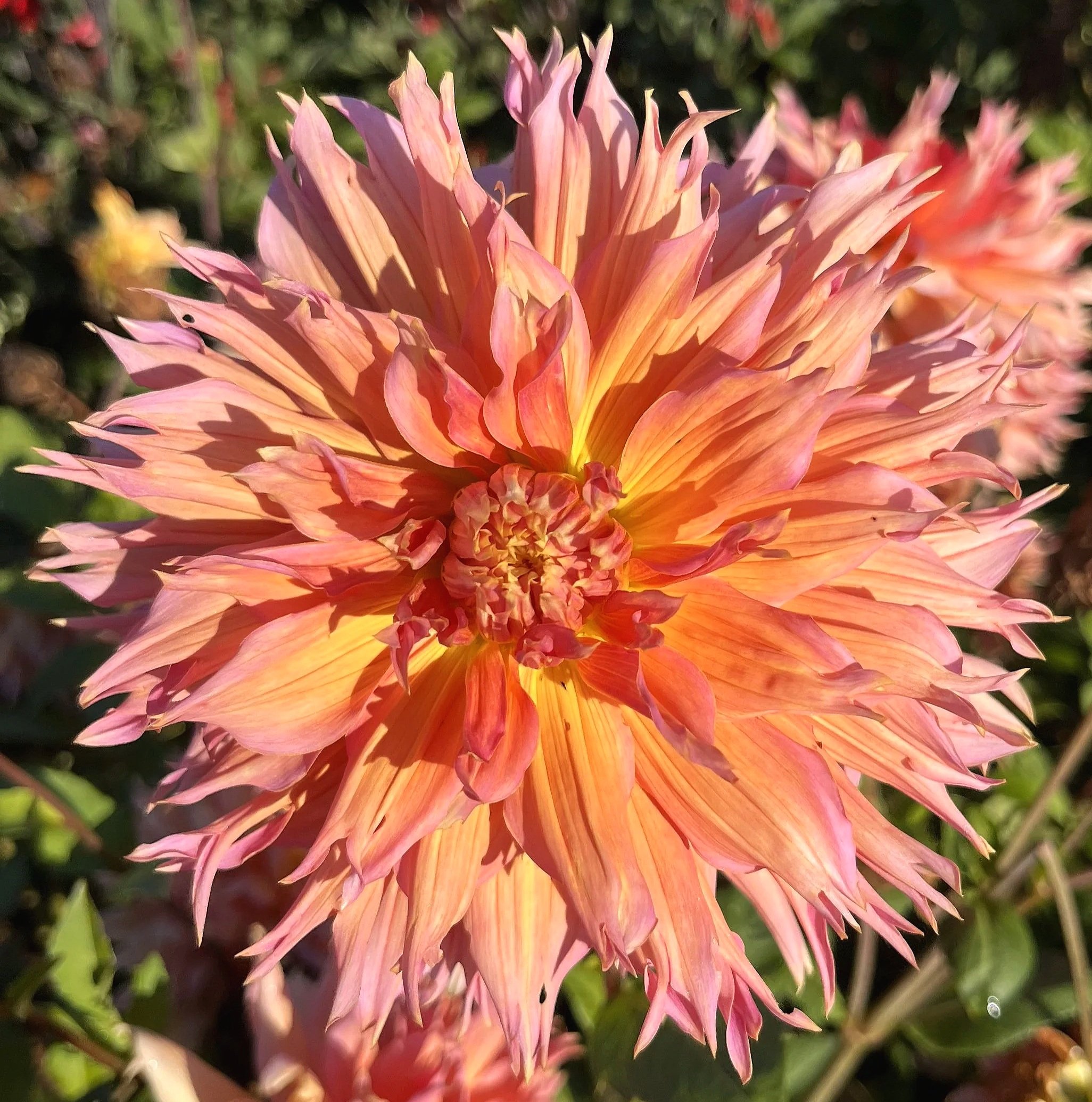 Dahlia 'Omega' — The Lily Garden
