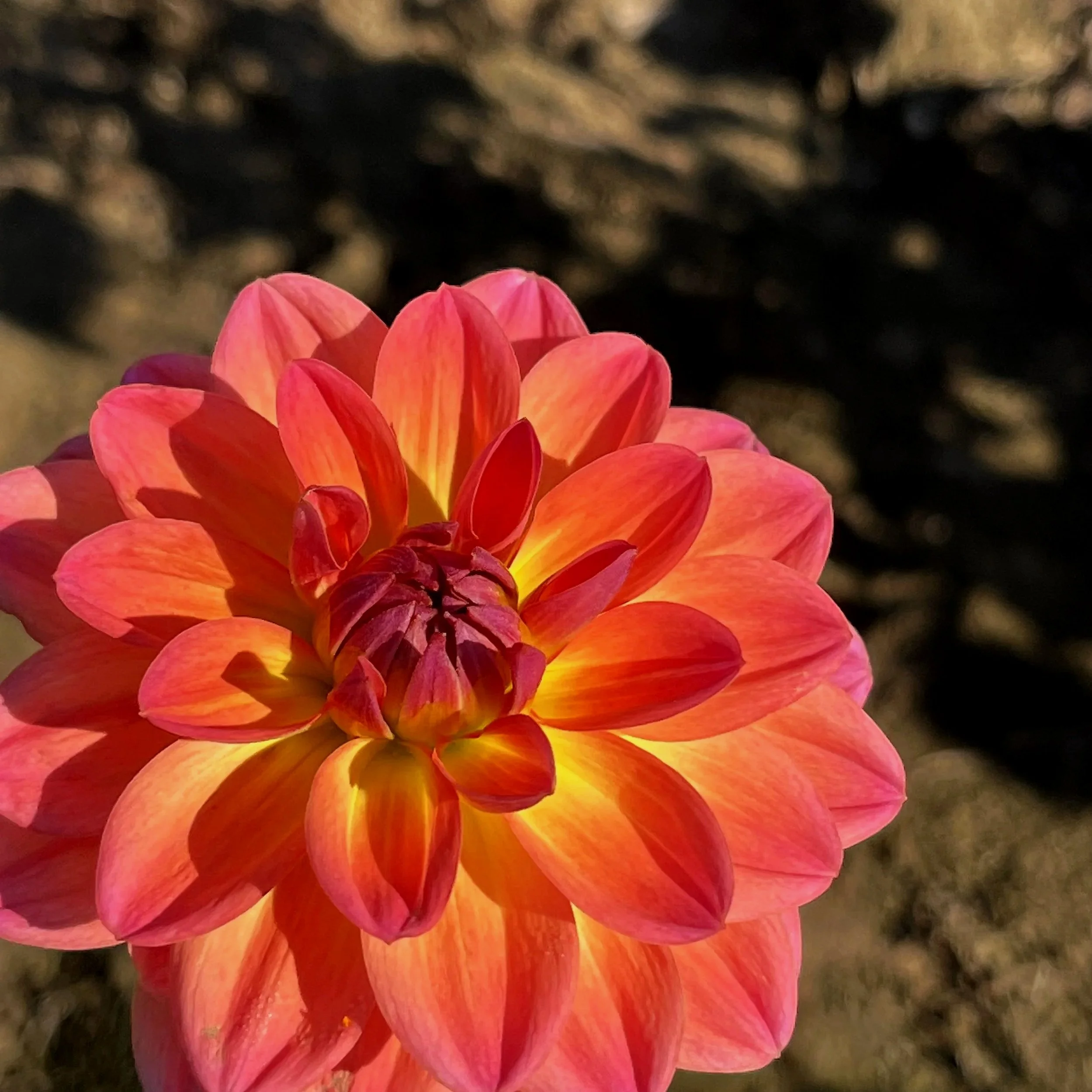 Dahlia 'Ken's rarity' — The Lily Garden