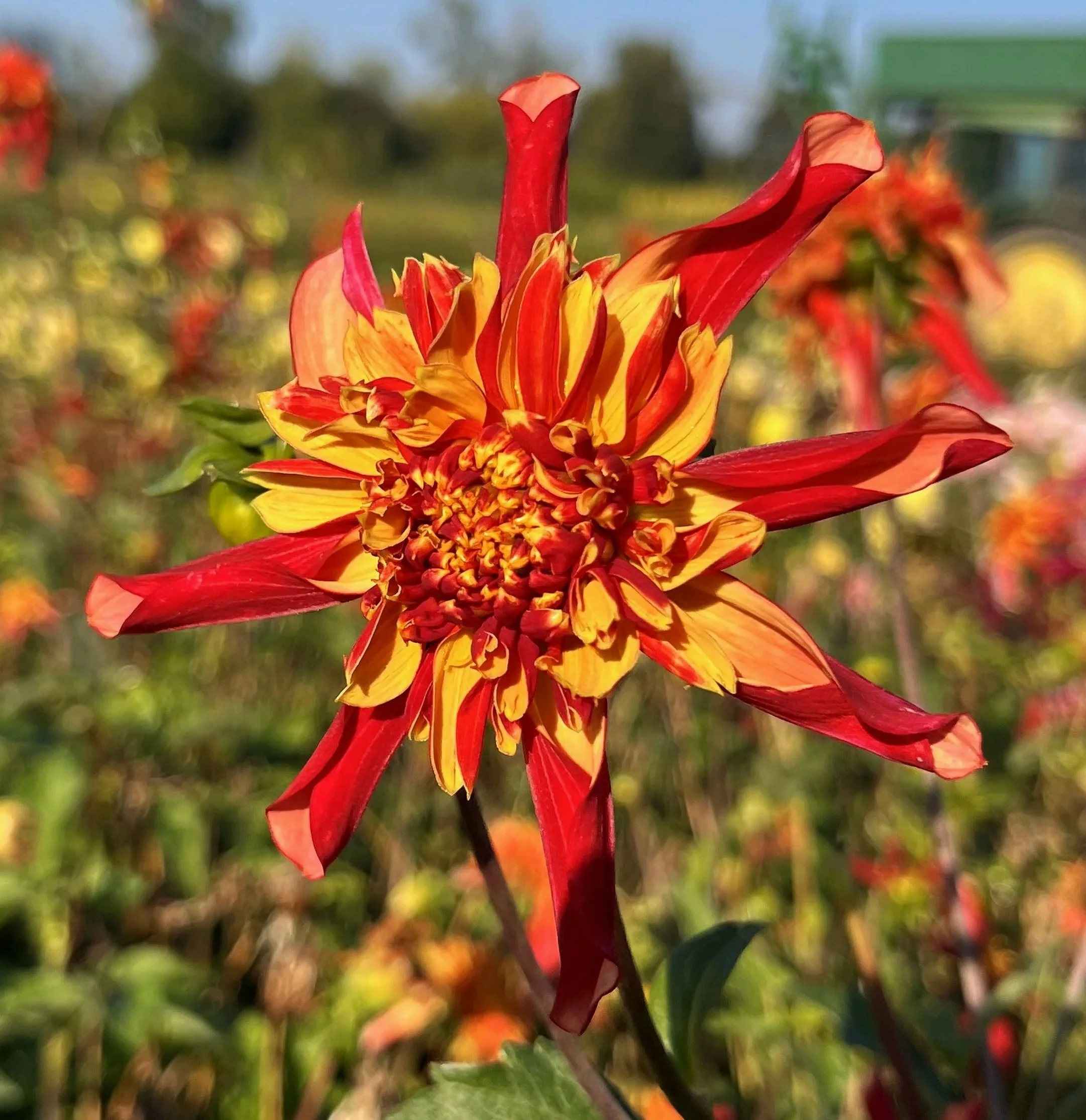 Dahlia 'Octopus Sparkle' — The Lily Garden