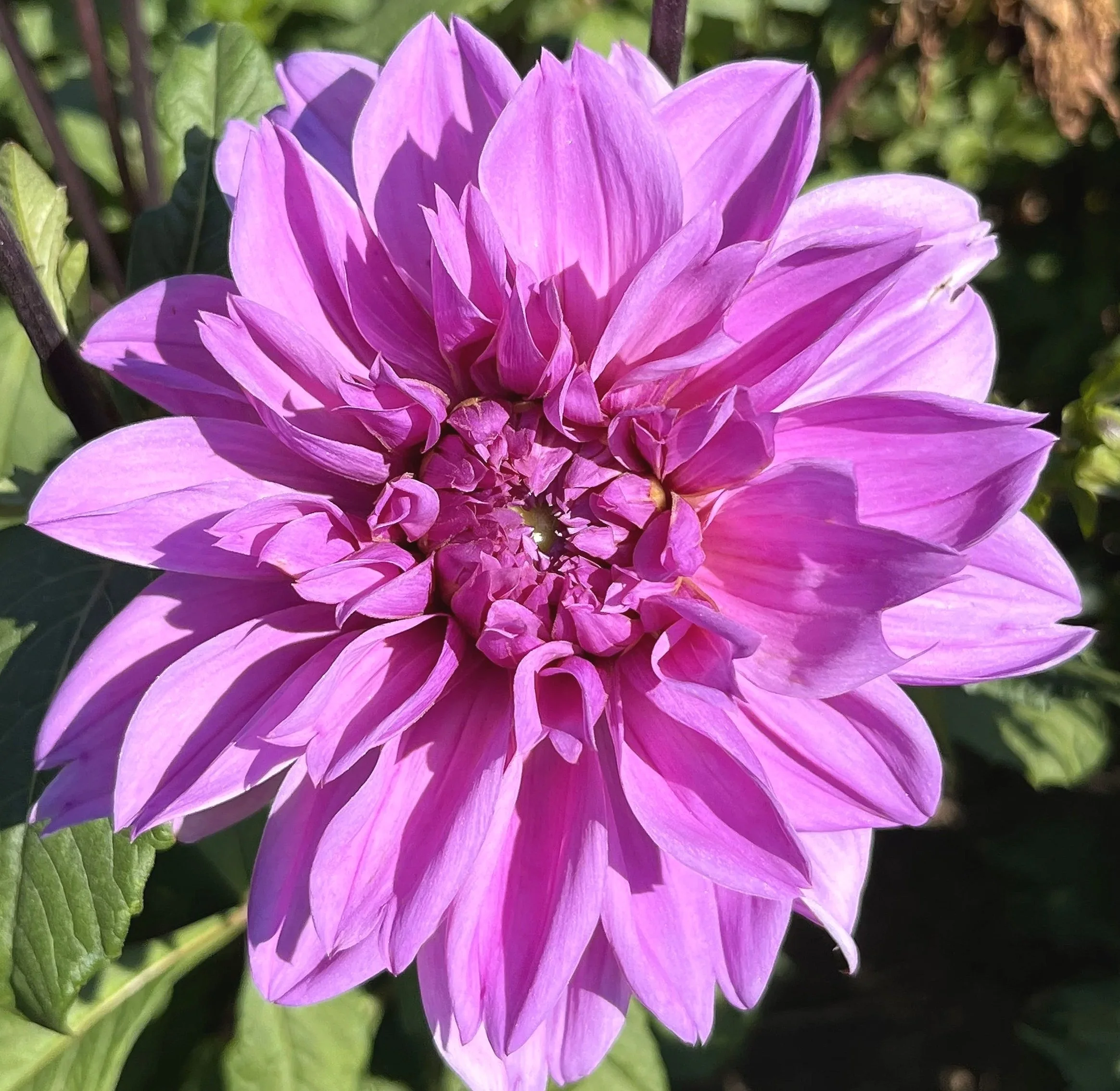 Dahlia 'Lilac Time' — The Lily Garden