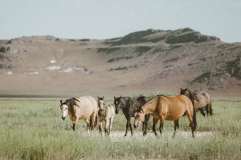 The Wild Horses of Utah — Gentri Lee Blog