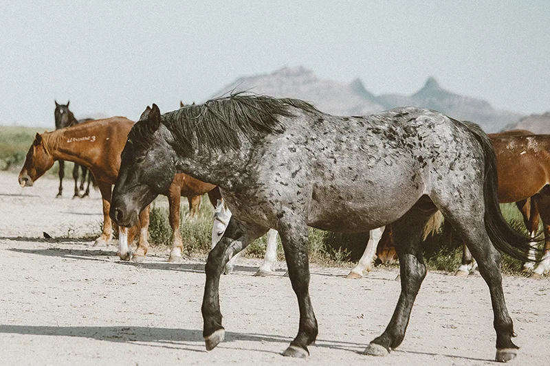 The Wild Horses of Utah — Gentri Lee Blog