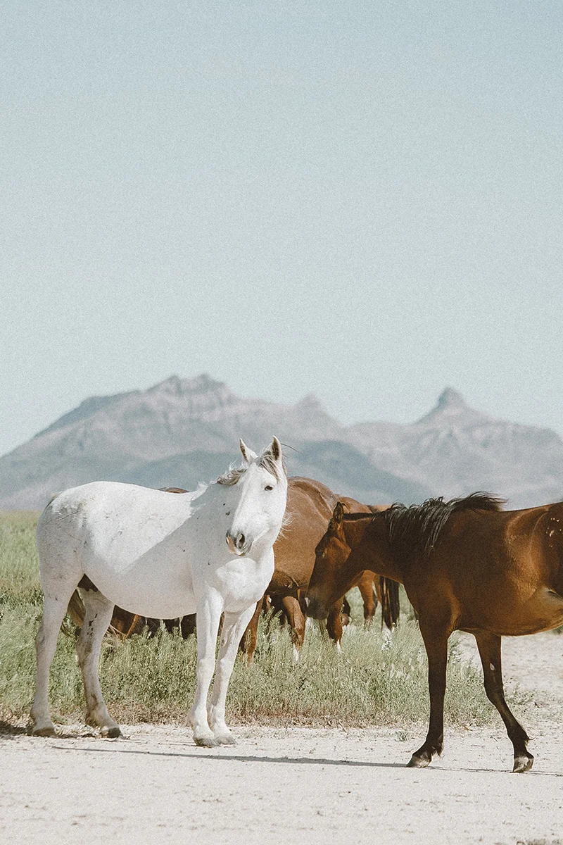The Wild Horses of Utah — Gentri Lee Blog