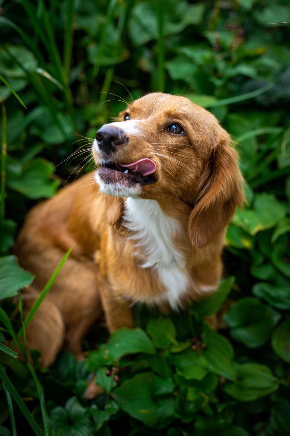 Cocker Spaniel Mix Dog