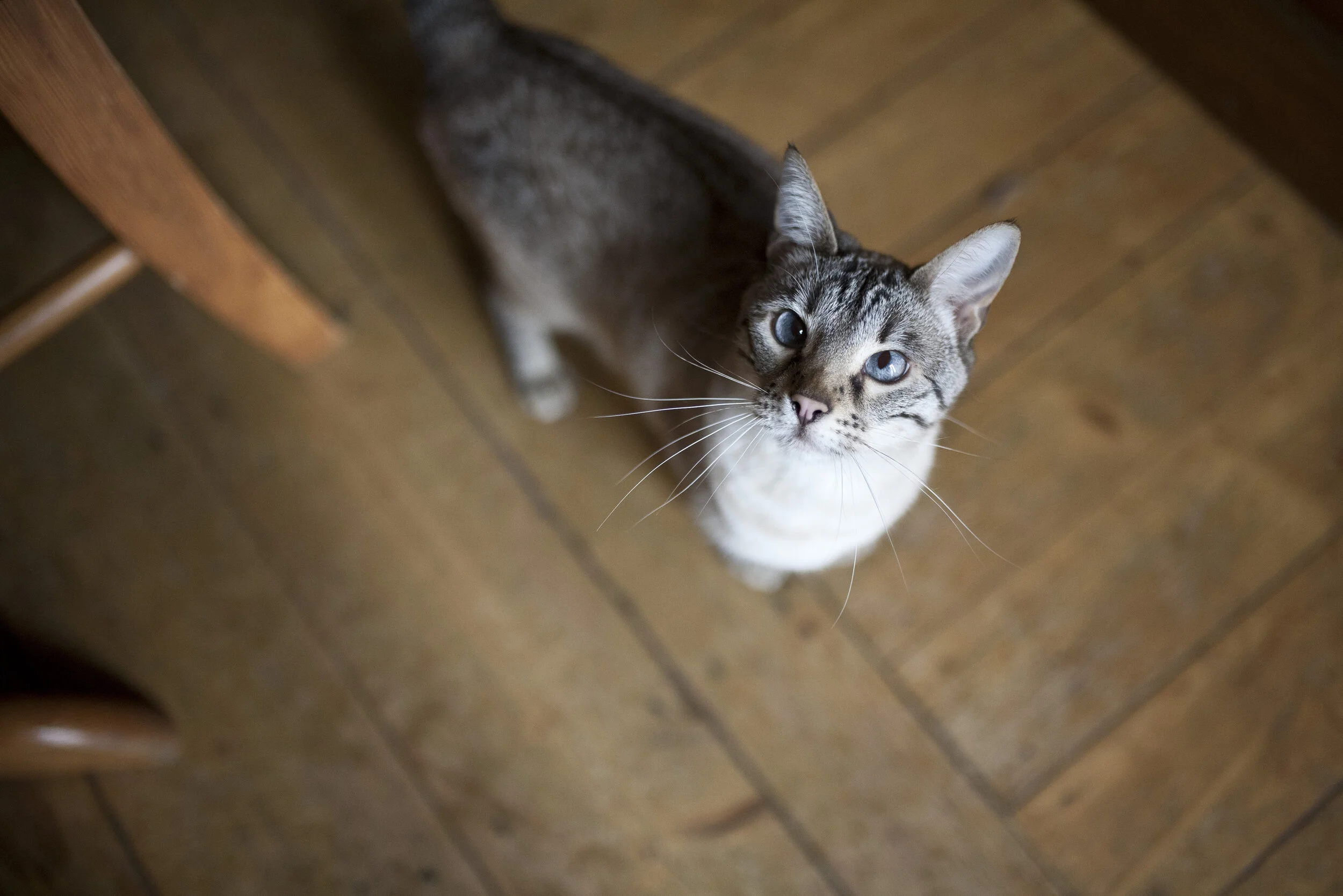 Pet Stories Photography