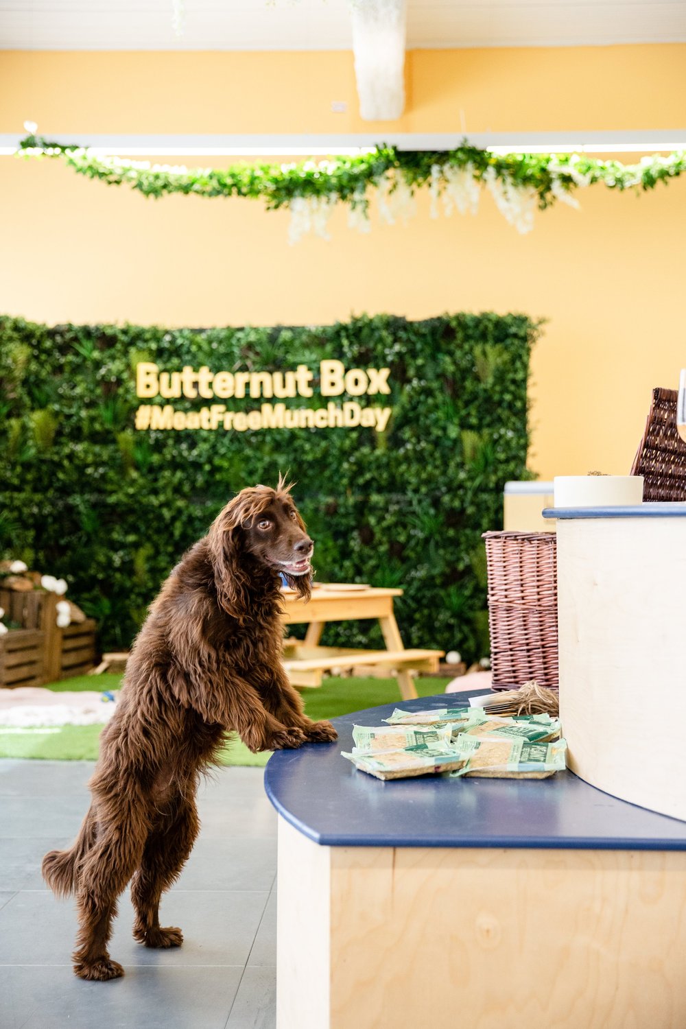 Pet Stories — Photography for pet brands