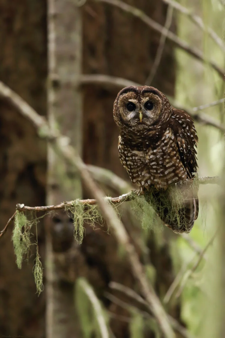 Pacific Northwest — Alexander clark photography