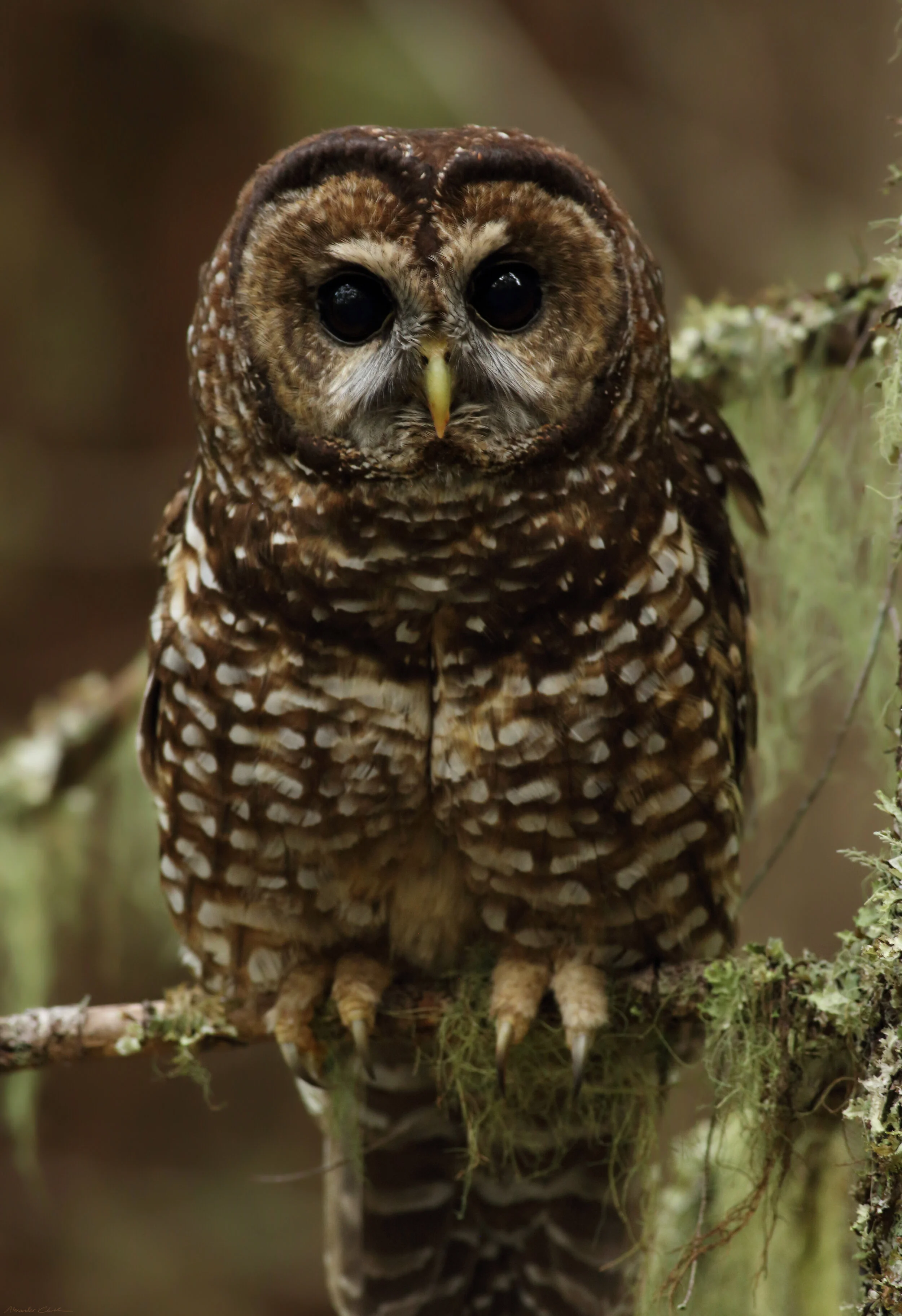 Pacific Northwest — Alexander clark photography