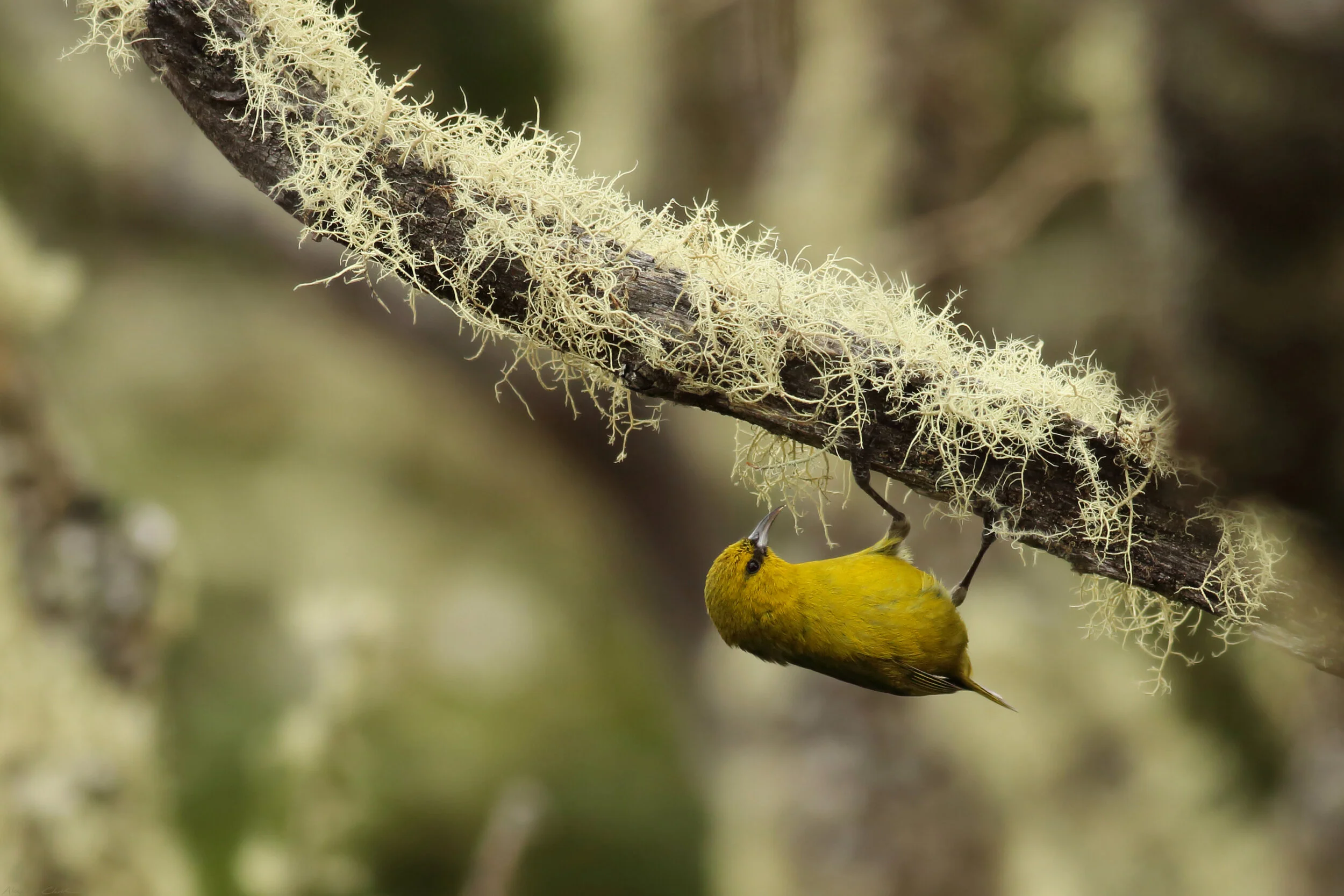 Hawaiian Archipelago — Alexander clark photography