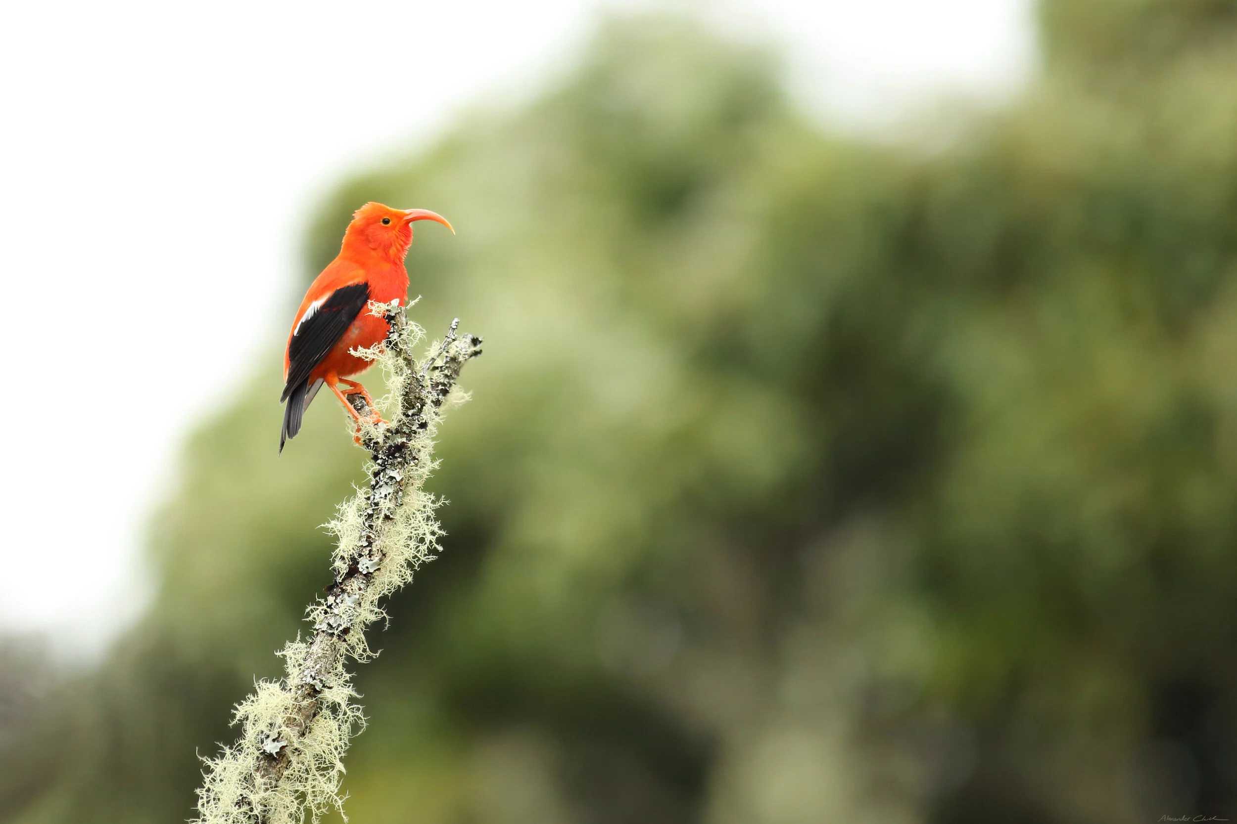 Hawaiian Archipelago — Alexander clark photography