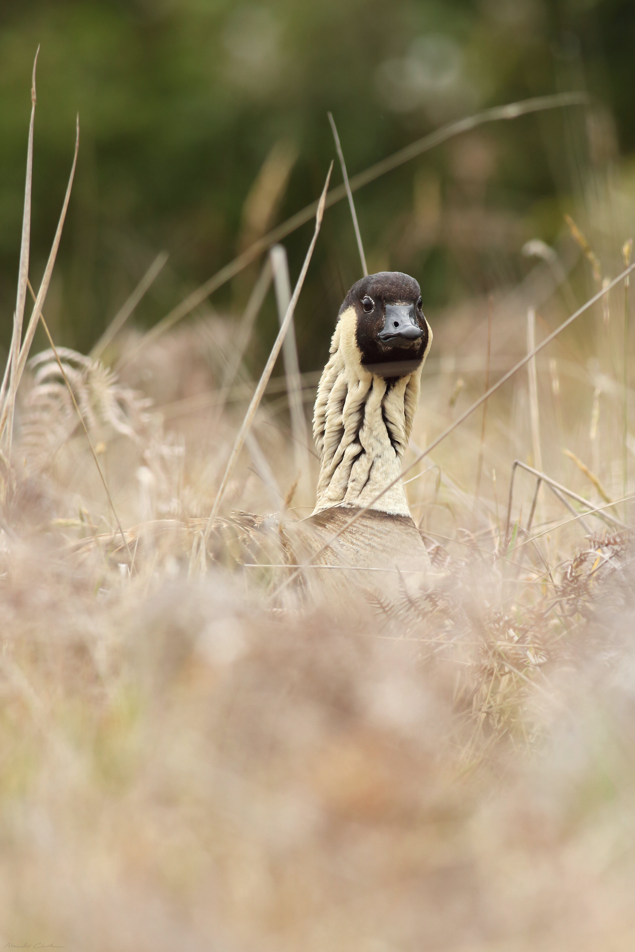 Hawaiian Archipelago — Alexander clark photography