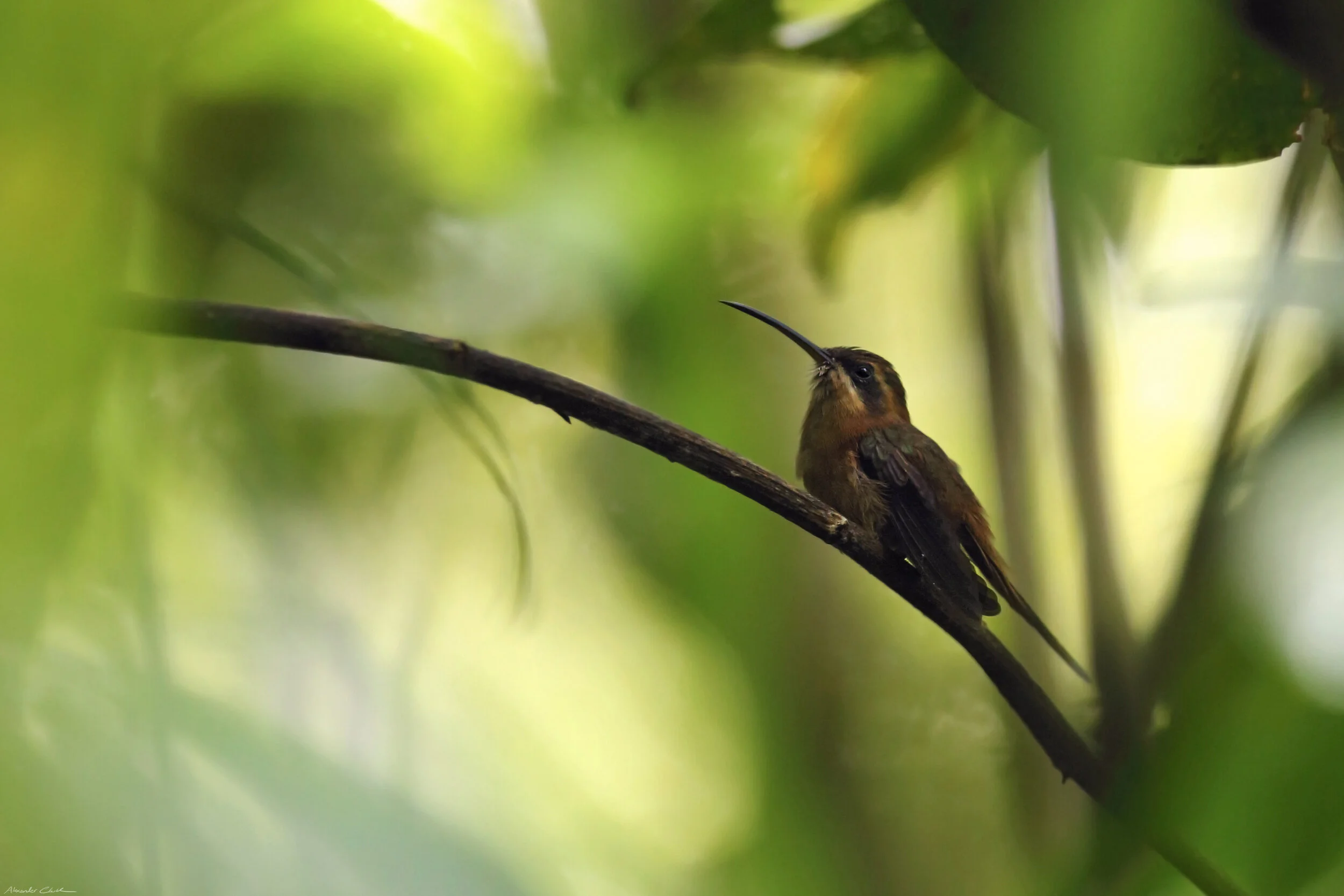 Central America — Alexander clark photography