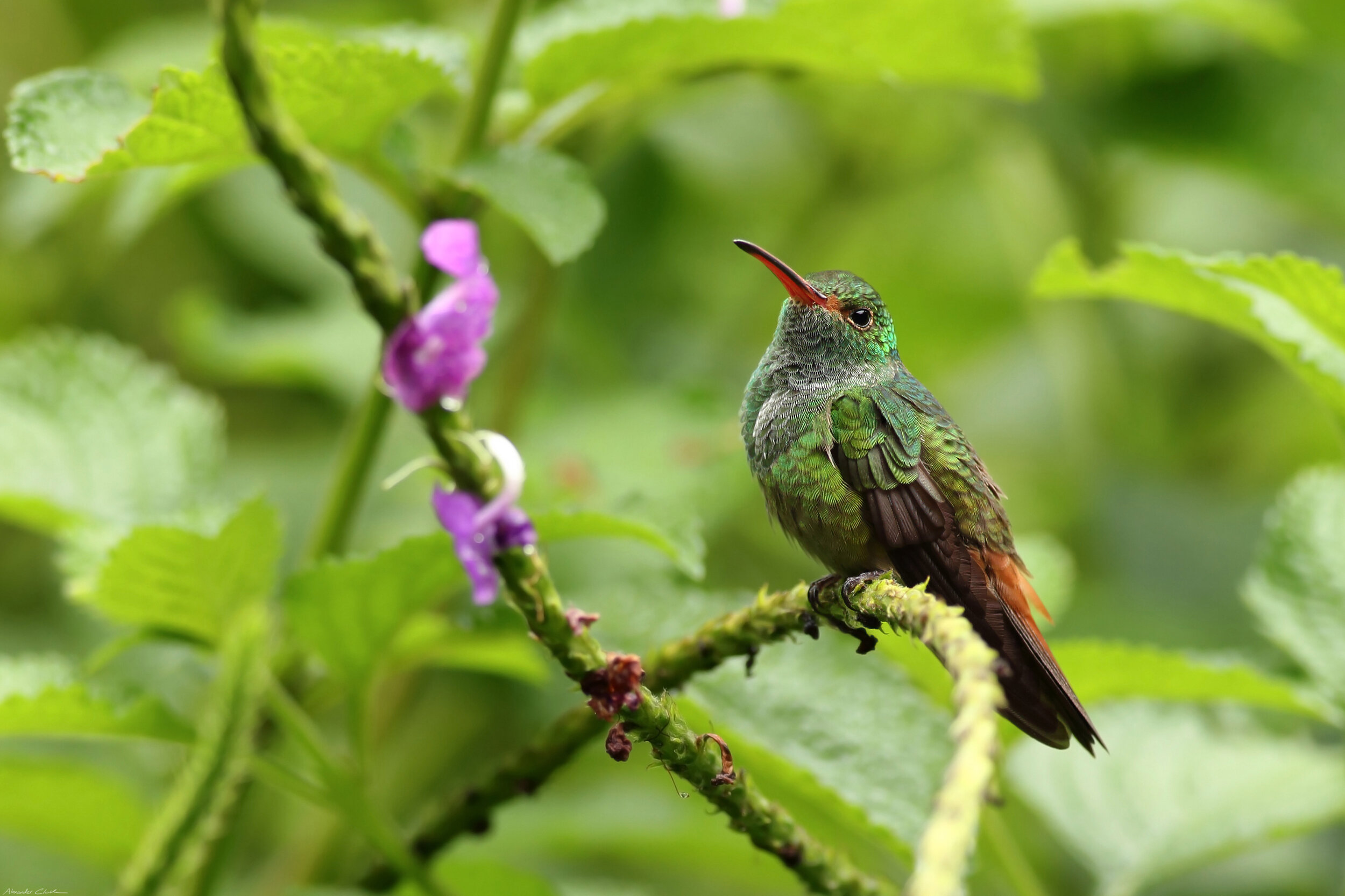 Central America — Alexander clark photography