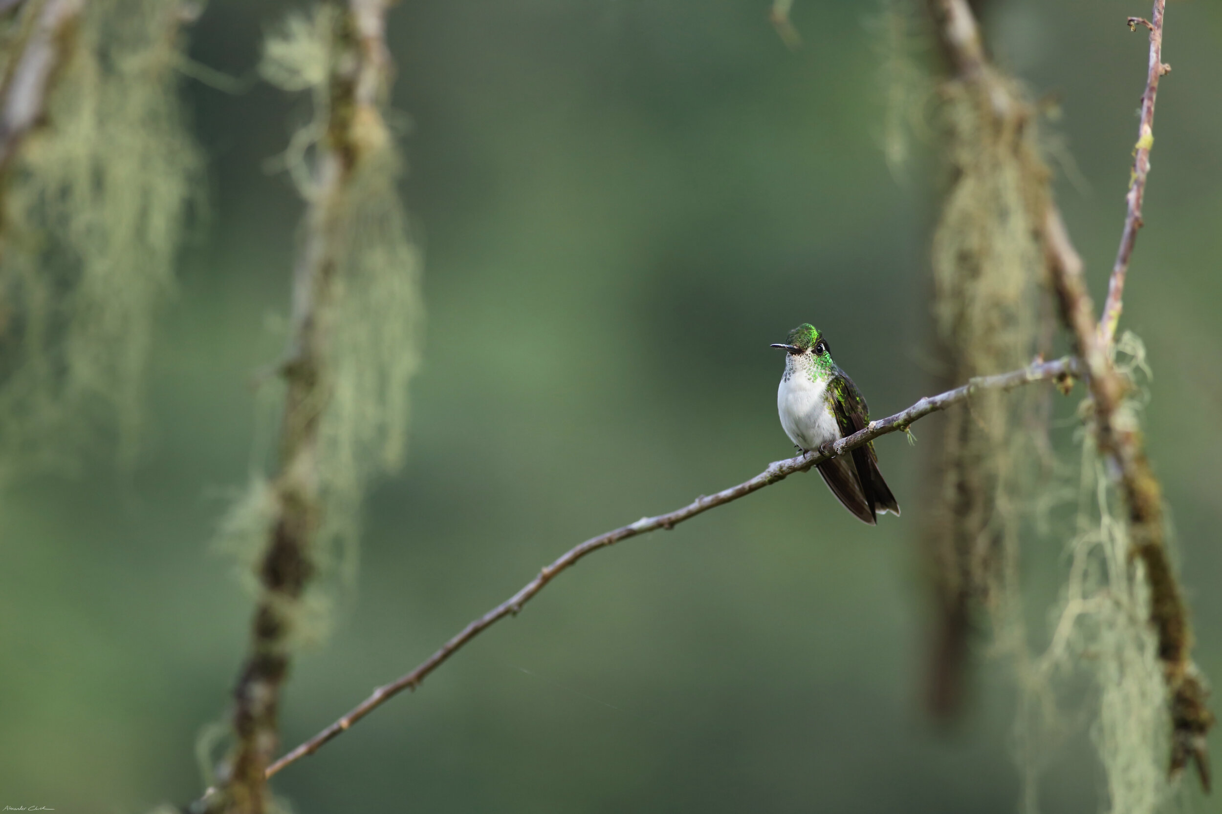 Central America — Alexander clark photography