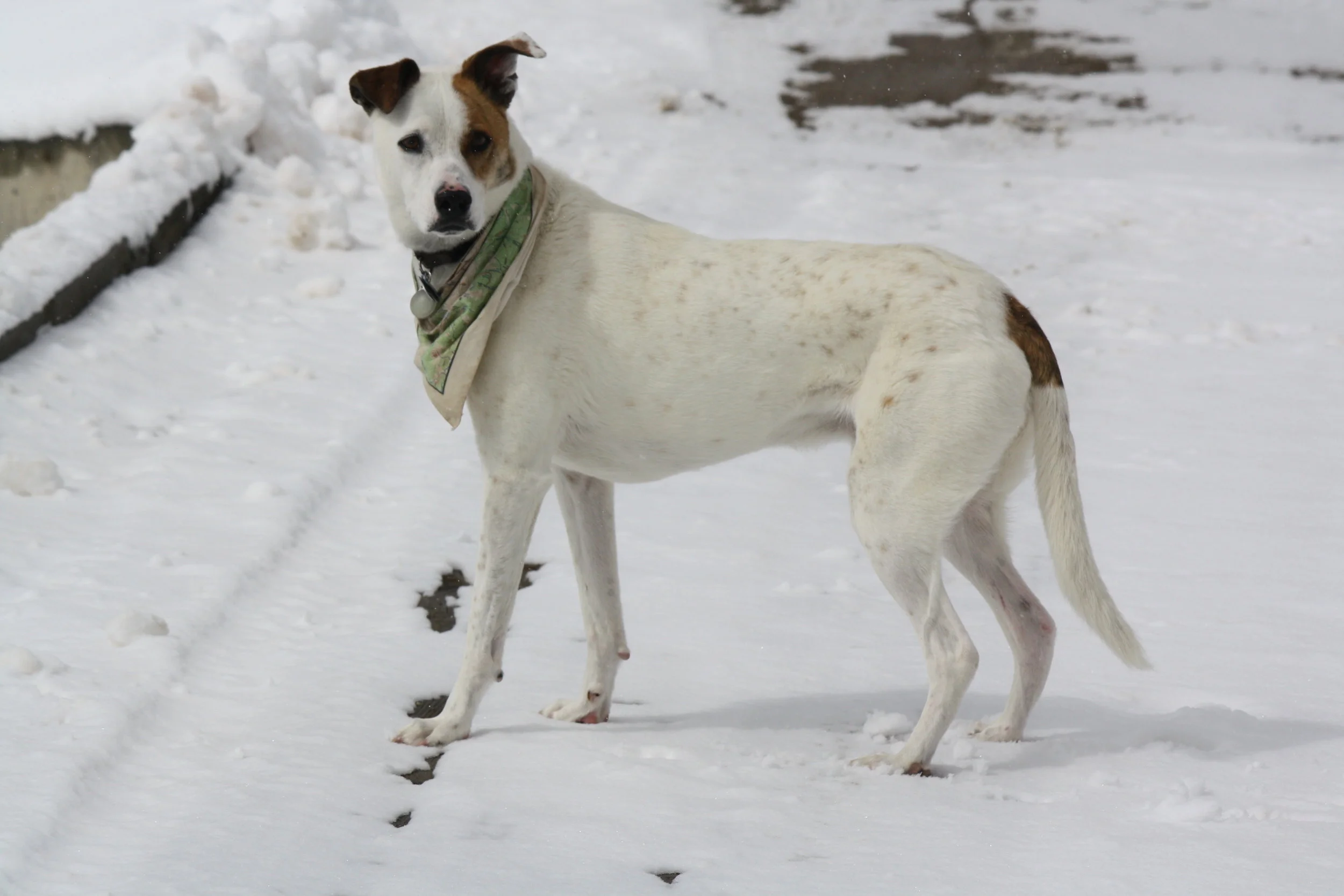 Moonlight Walks with the Zen Master: Four Life Lessons I Learned from ...