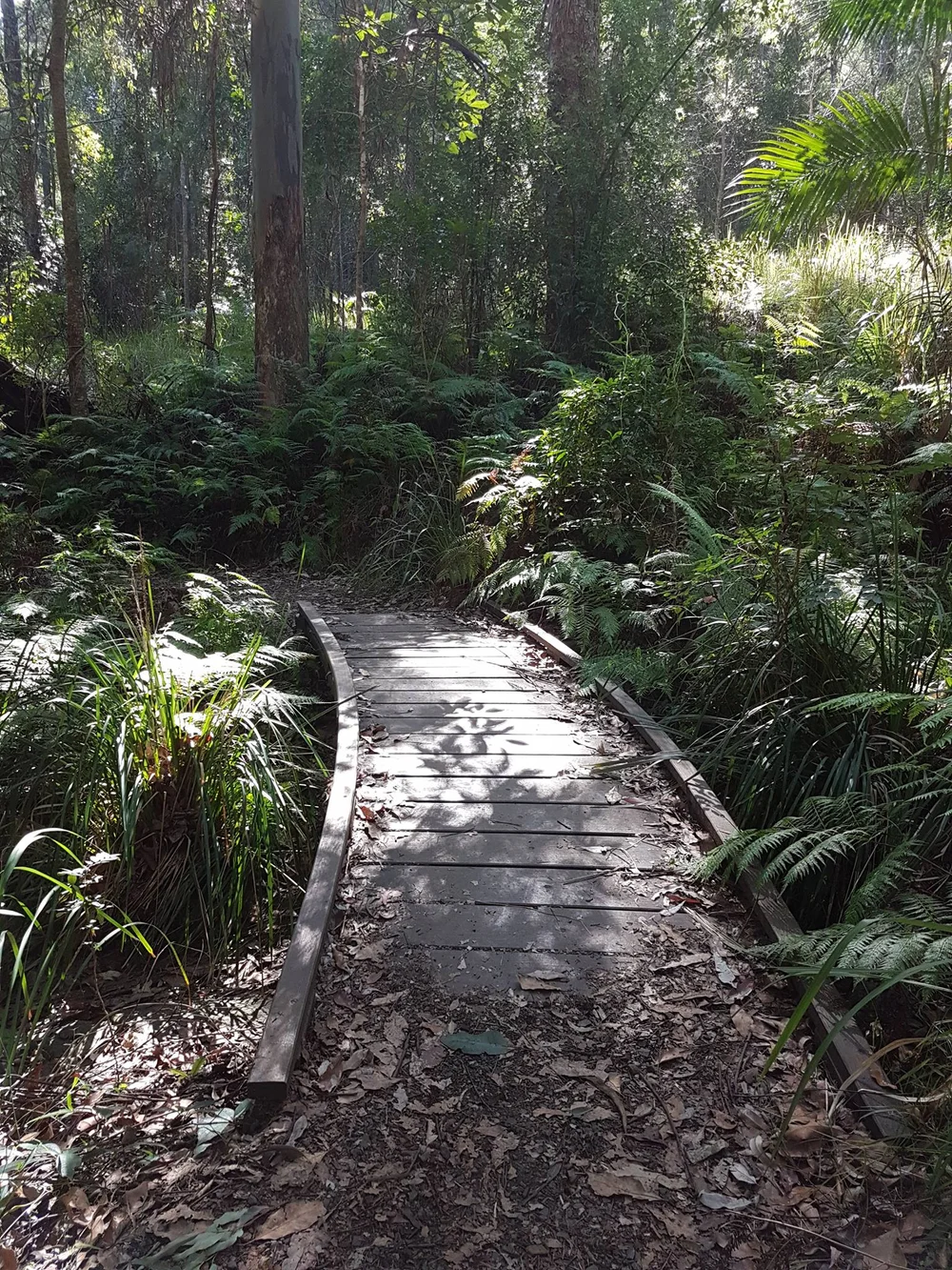 Booloumba Falls — A Sunnier Life