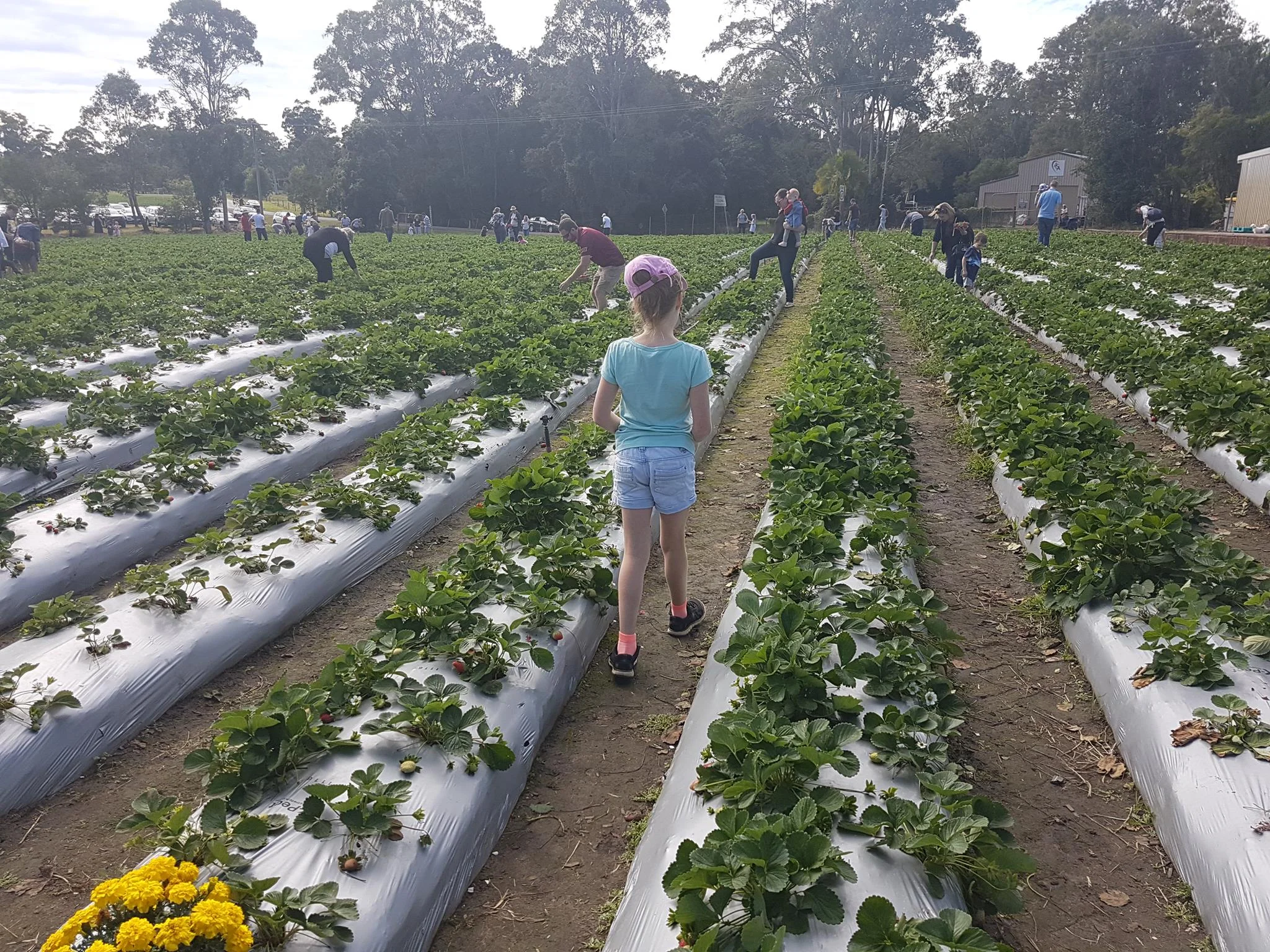 Strawberry Fields — A Sunnier Life