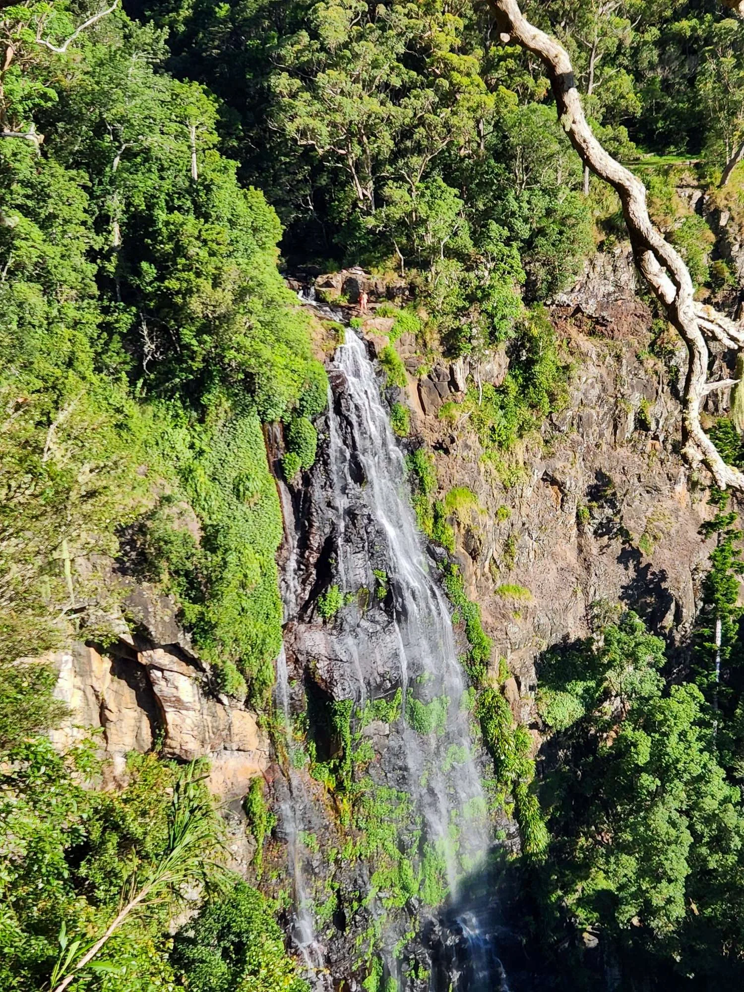 Is Morans Falls Lamington National Park’s prettiest waterfall? — A ...