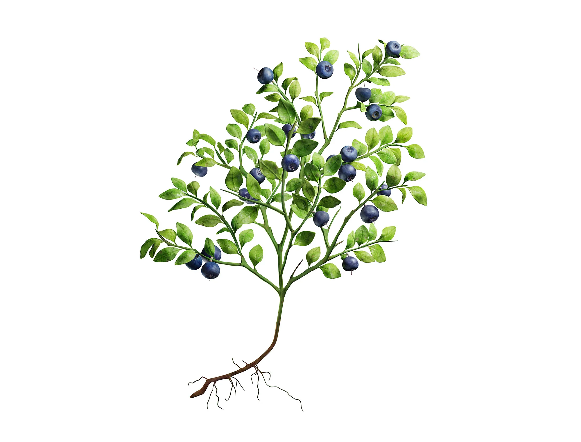 BERRYPEDIA — Kaskein