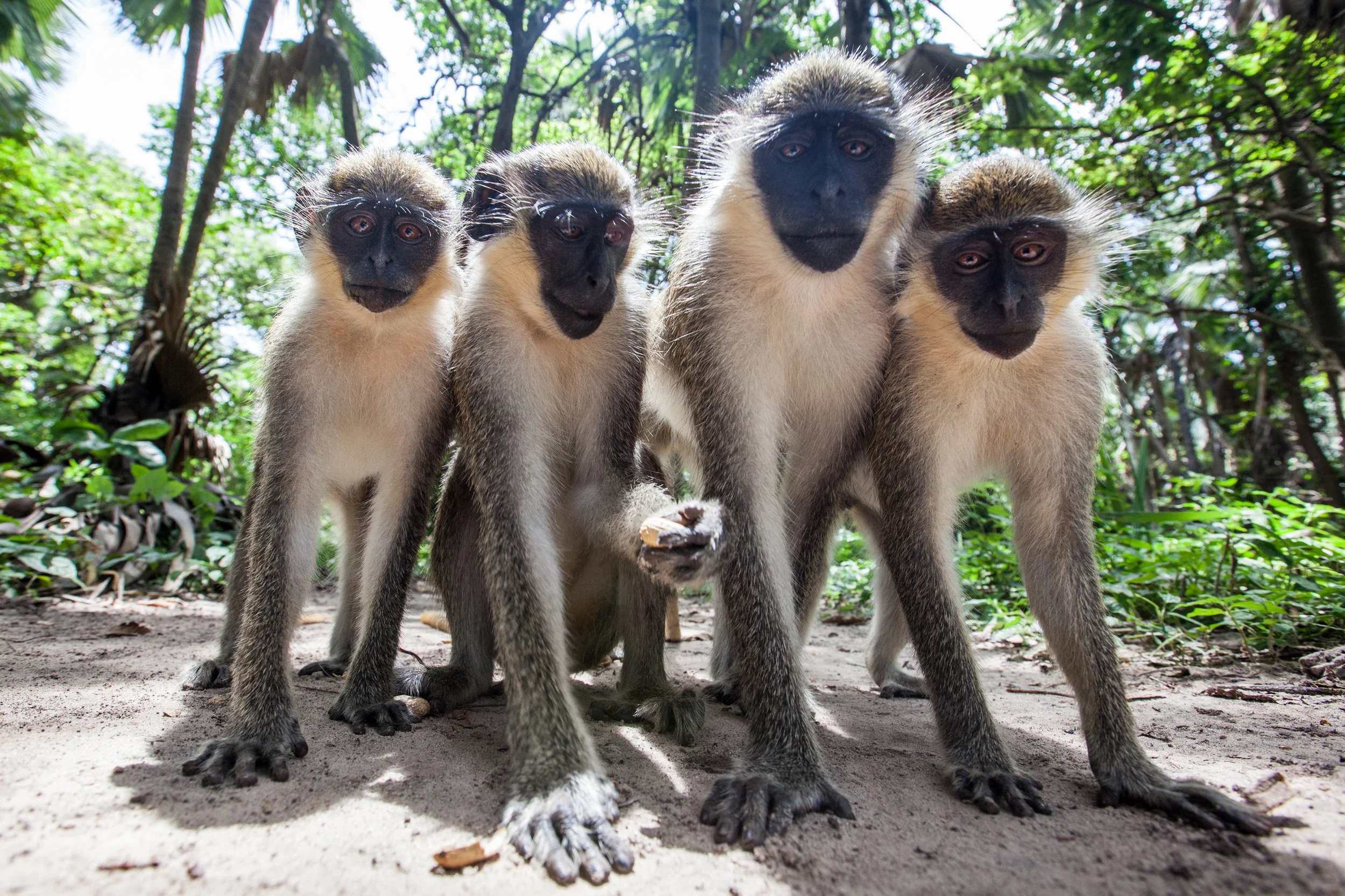 Monkey Love, Bijilo Forest Park, The Gambia — Geraint Rowland Photography