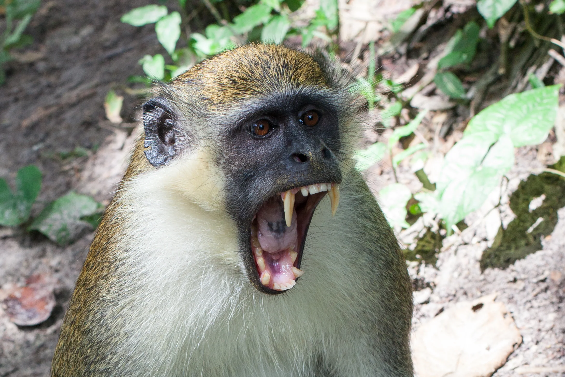 Monkey Love, Bijilo Forest Park, The Gambia — Geraint Rowland Photography