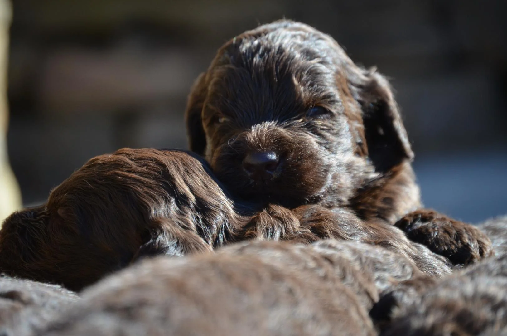 Photos — Newfiedoodles / Newfypoos