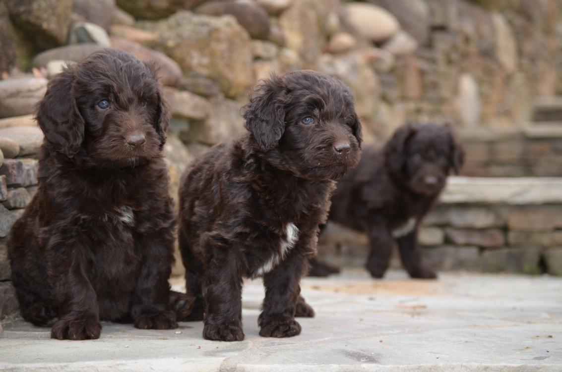 Our Partner — Newfiedoodles / Newfypoos