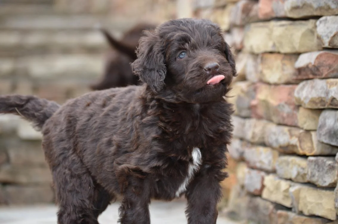 Name — Newfiedoodles / Newfypoos