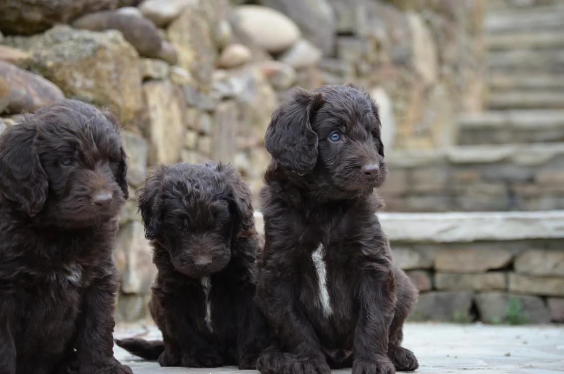 Newfiedoodles / Newfypoos