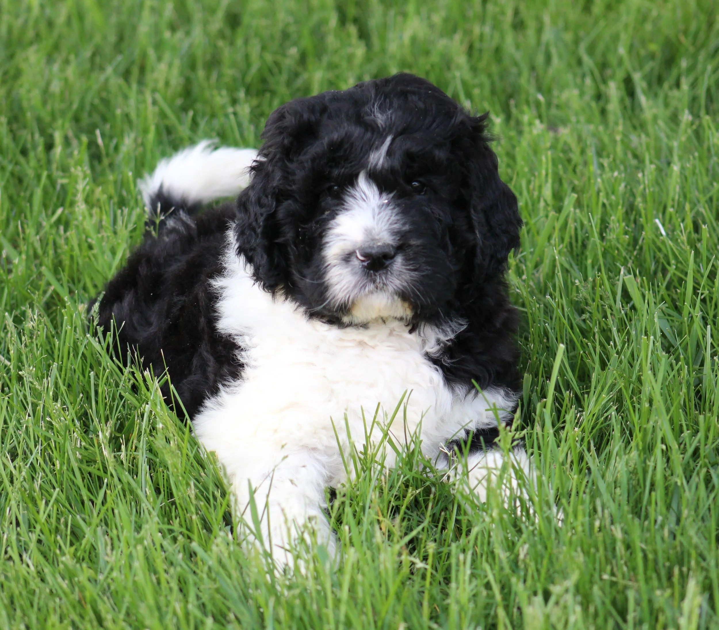 Photos — Newfiedoodles / Newfypoos