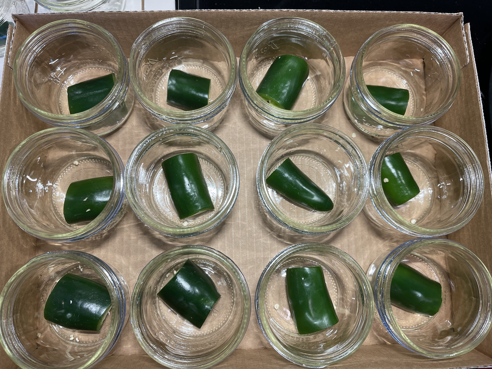 Canned Smoked Kokanee Recipe — Bobber Down Guide Service