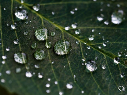 Varicoceles and Male Infertility — Male Infertility Guide