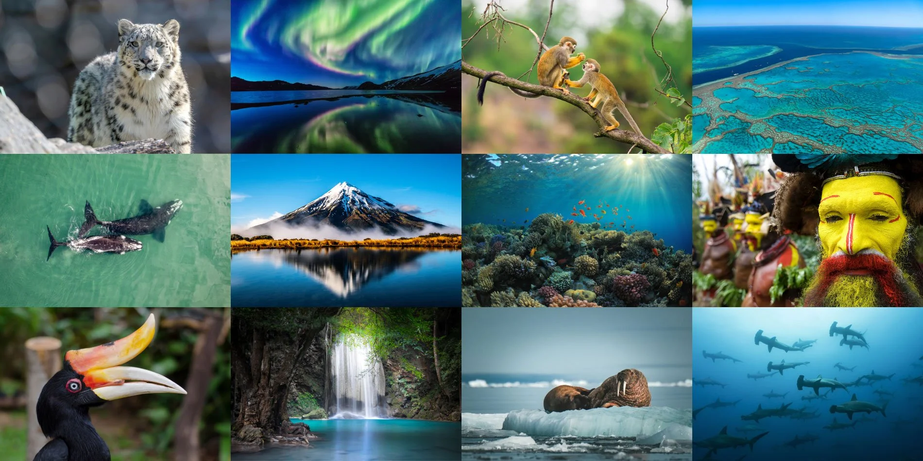 Wild Earth Expeditions