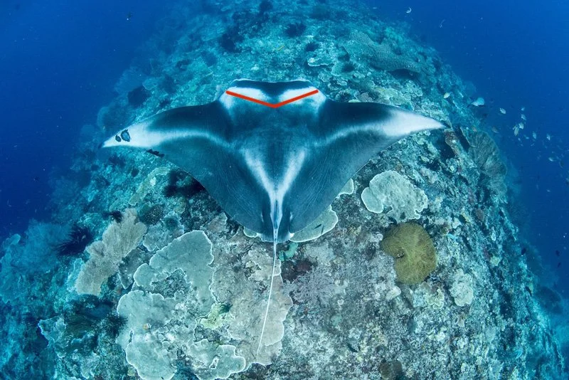 Wild Encounters: MANTA RAYS — Wild Earth Expeditions