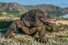 2026 Komodo — Wild Earth Expeditions