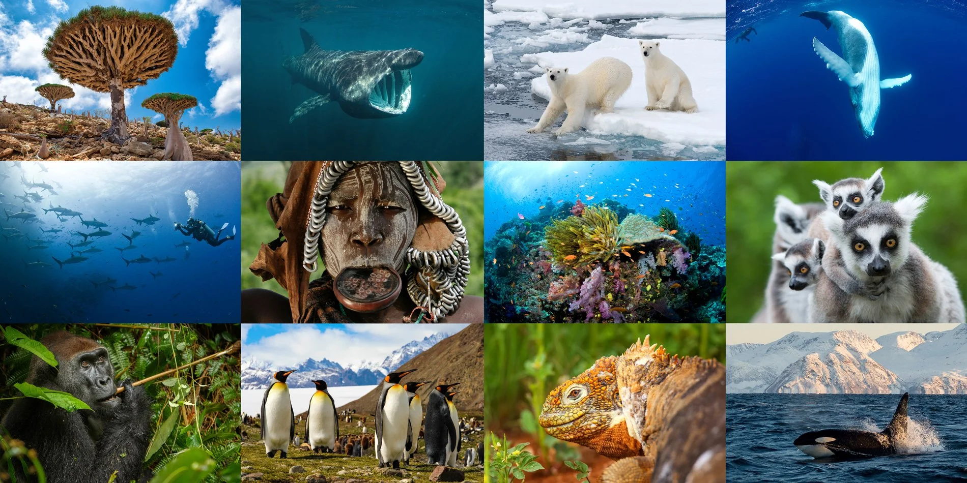 Wild Earth Expeditions Wild Earth Expeditions