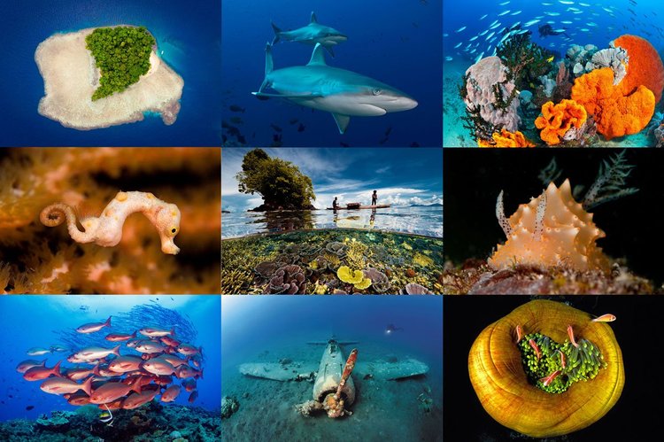2026 Papua New Guinea — Wild Earth Expeditions