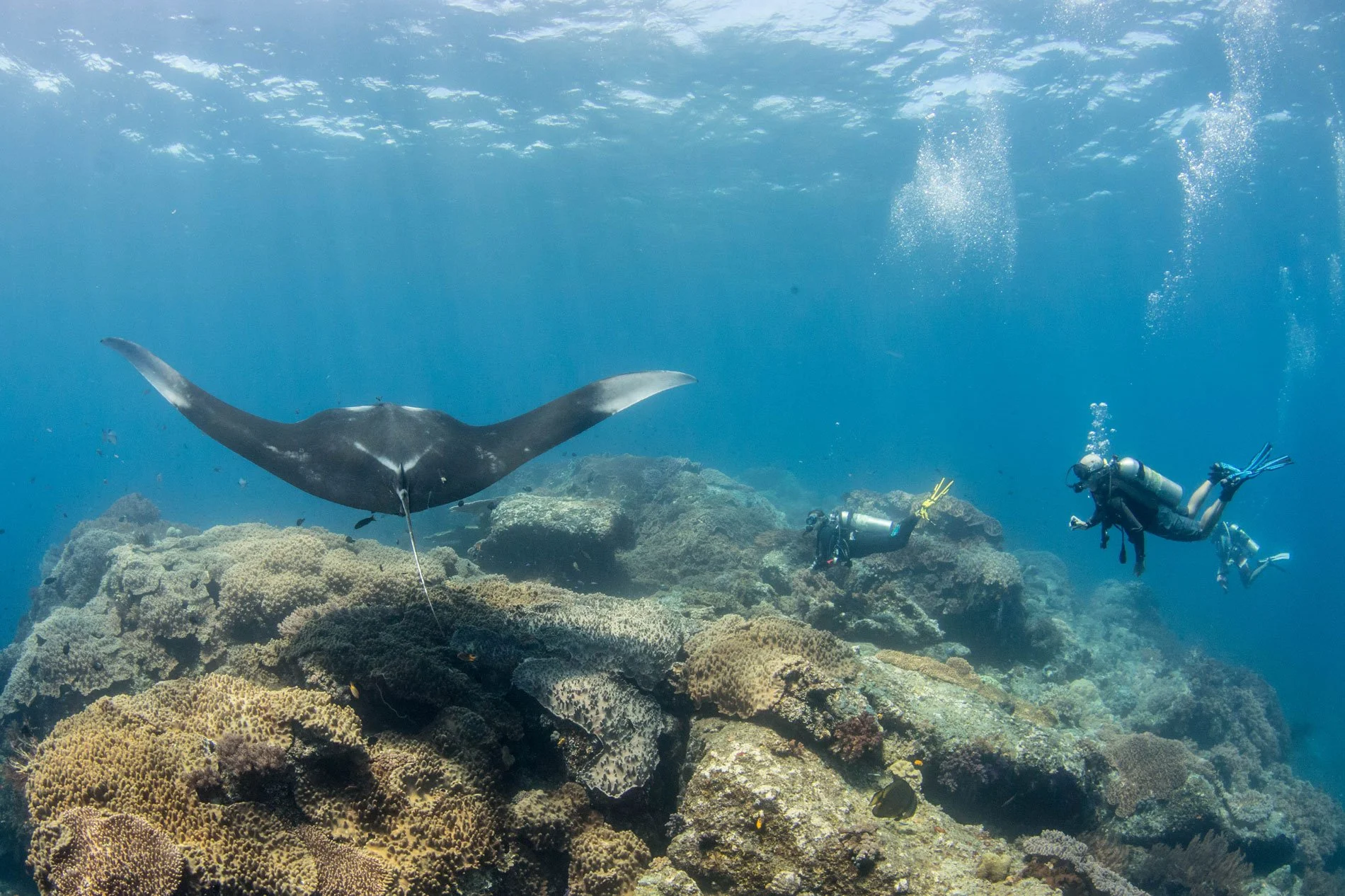 Wild Encounters: MANTA RAYS — Wild Earth Expeditions