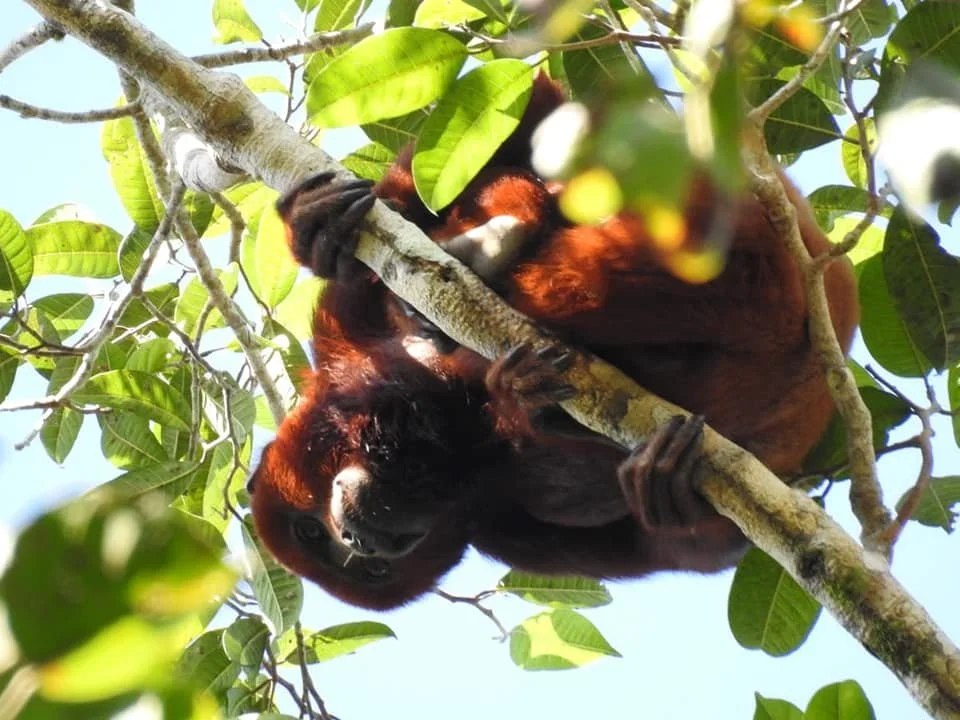 Howler Monkey