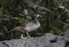 Bangladesh -- Masked Finfoot — Bird Conservation Fund