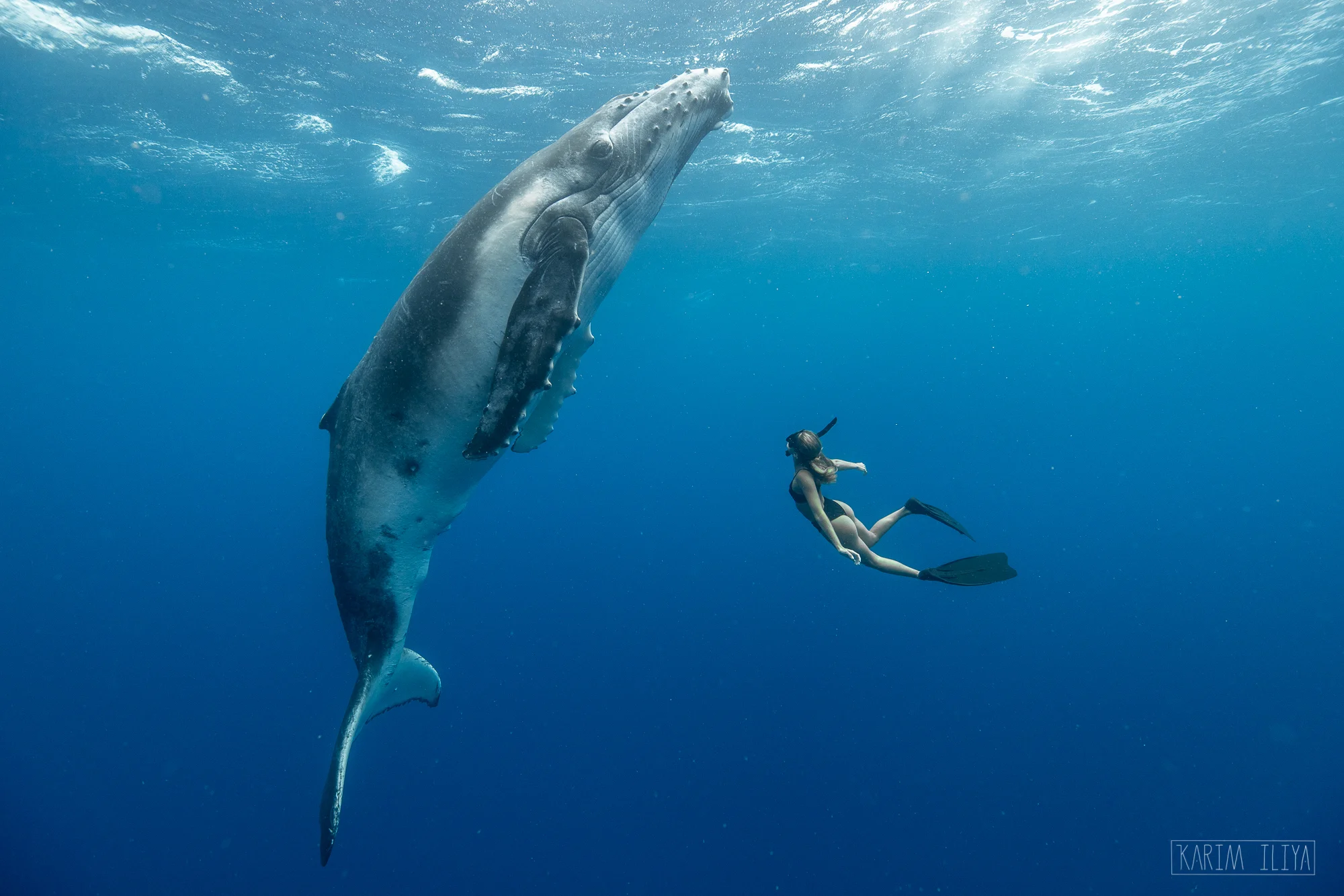 Swimming With Humpback Whales