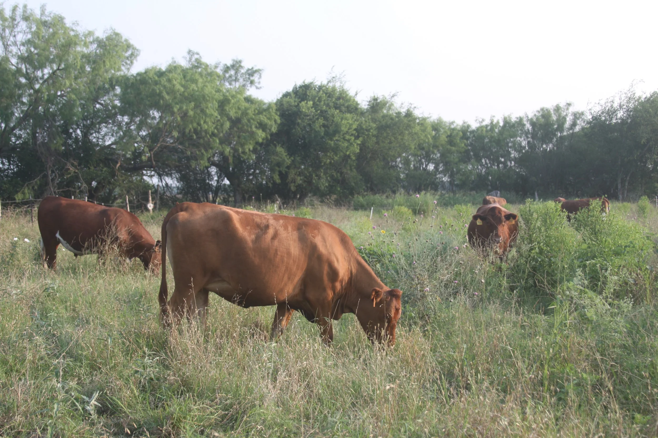 Whole & Half Beef — Parker Creek Ranch