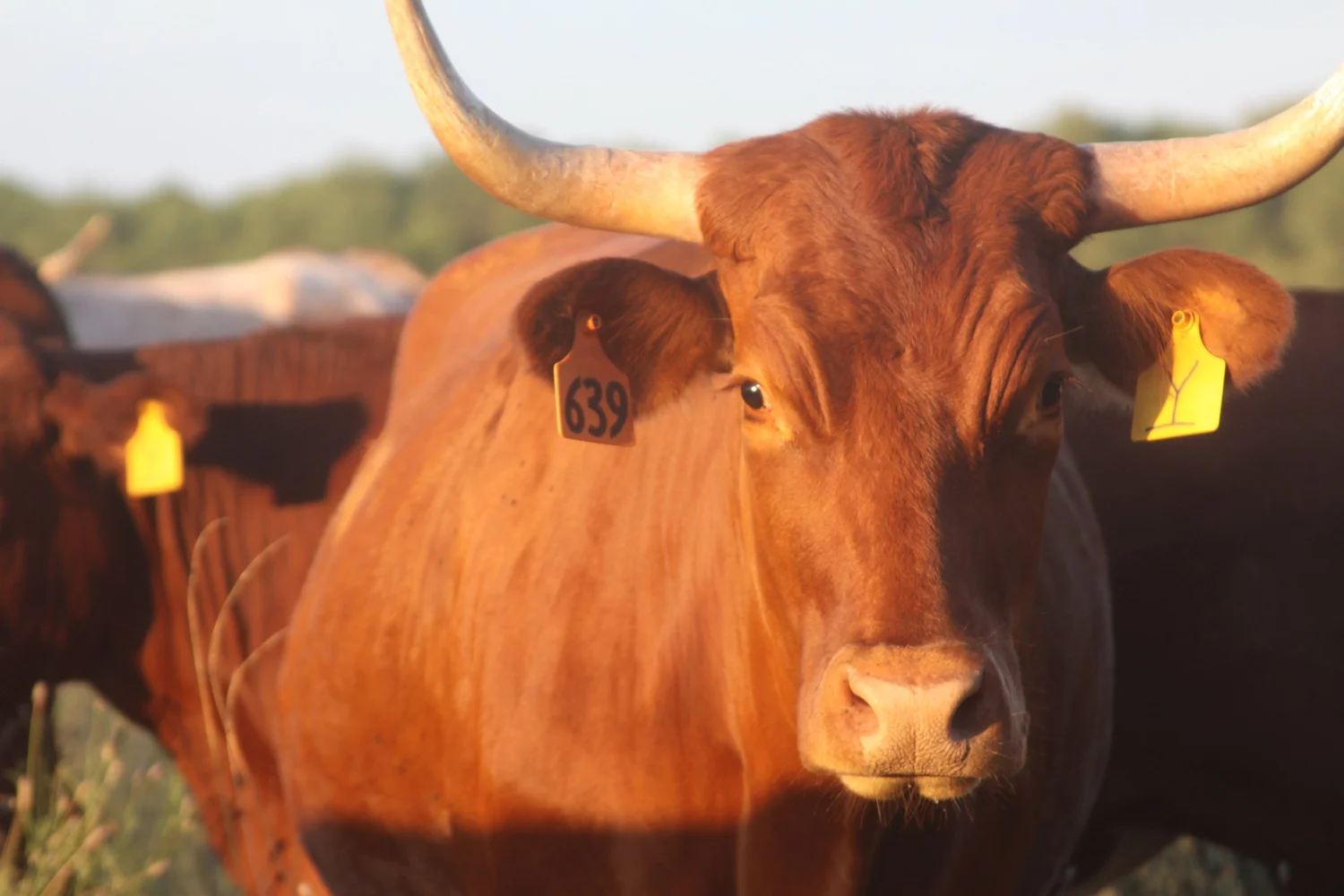 Whole & Half Beef — Parker Creek Ranch