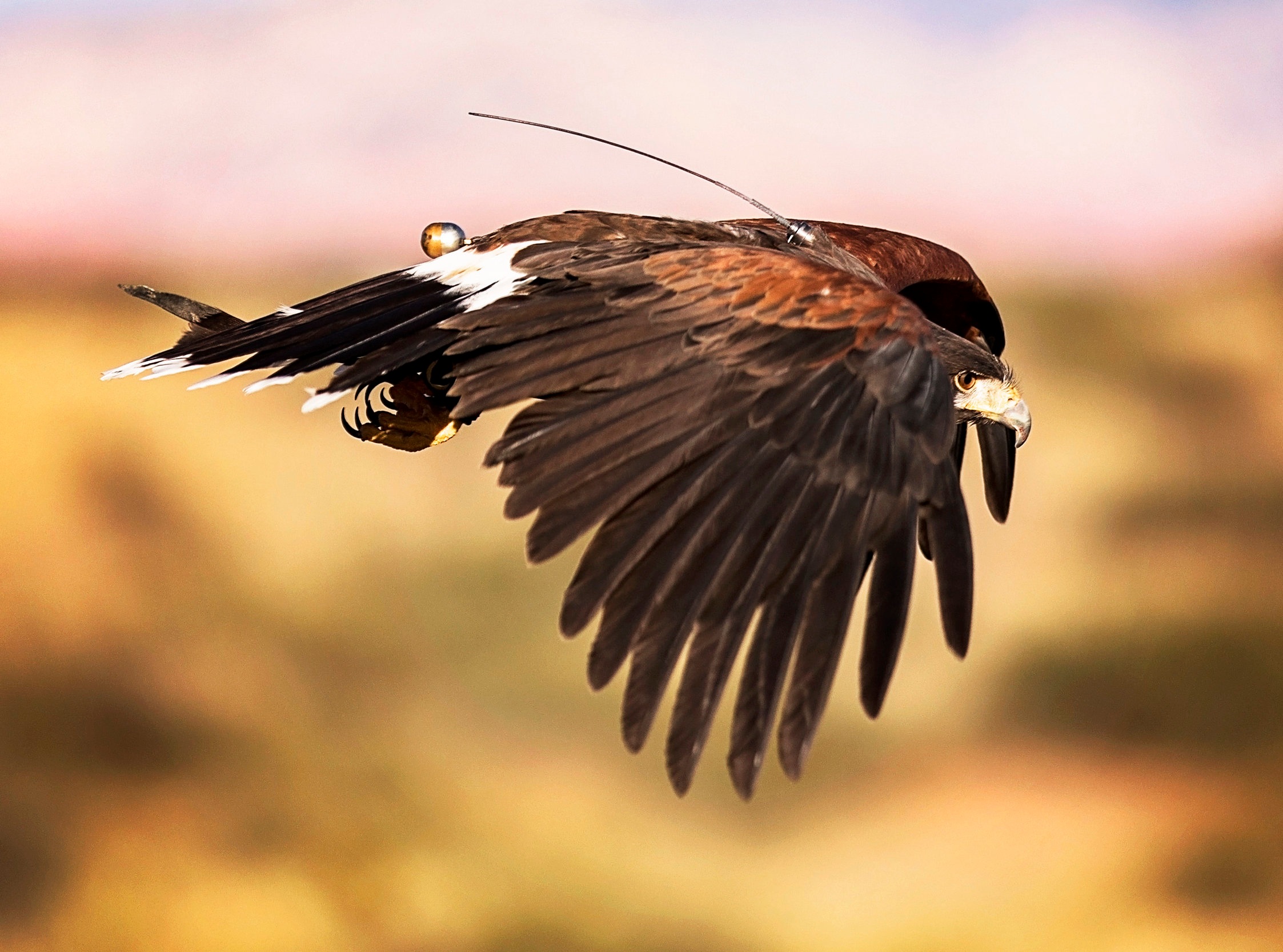 International Raptor & Falconry Center