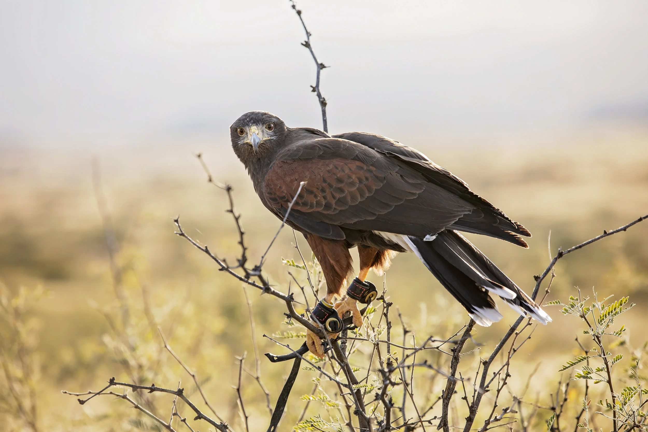 International Raptor & Falconry Center