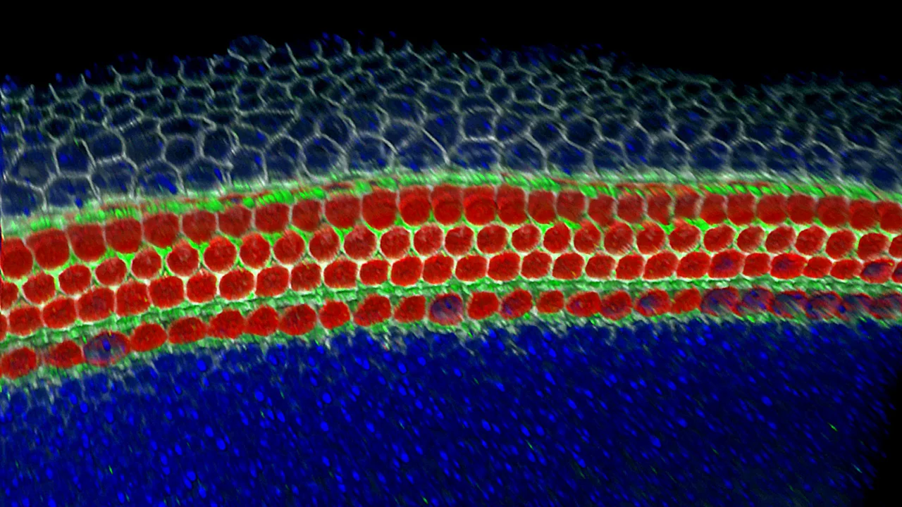 New Player Identified in Hair Cell Development — Hearing Health Foundation